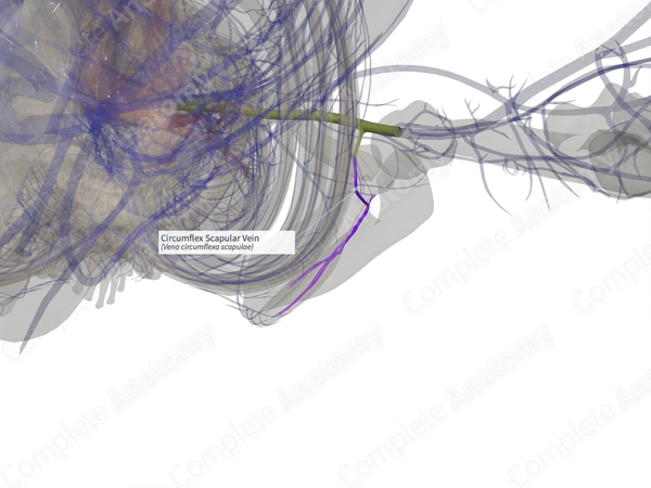 Circumflex Scapular Vein (Right) | Complete Anatomy