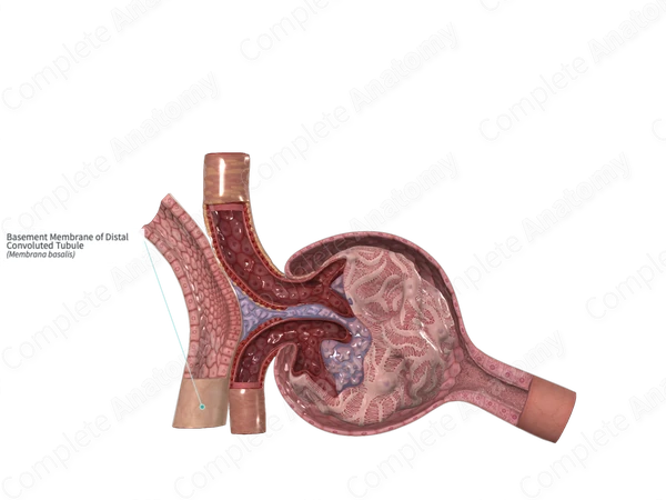 Basement Membrane of Distal Convoluted Tubule | Complete Anatomy
