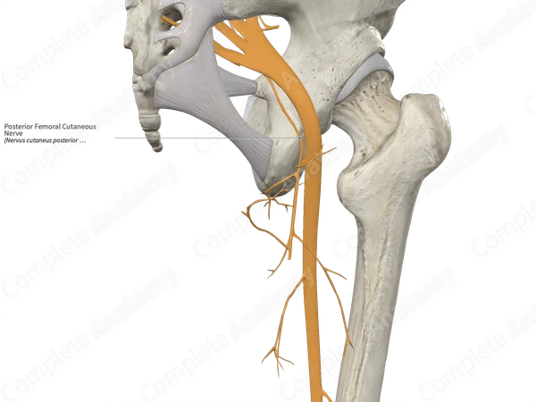 Posterior Femoral Cutaneous Nerve | Complete Anatomy