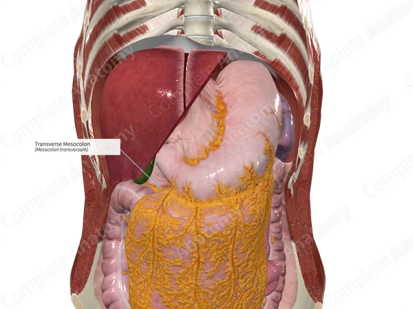 Transverse Mesocolon | Complete Anatomy