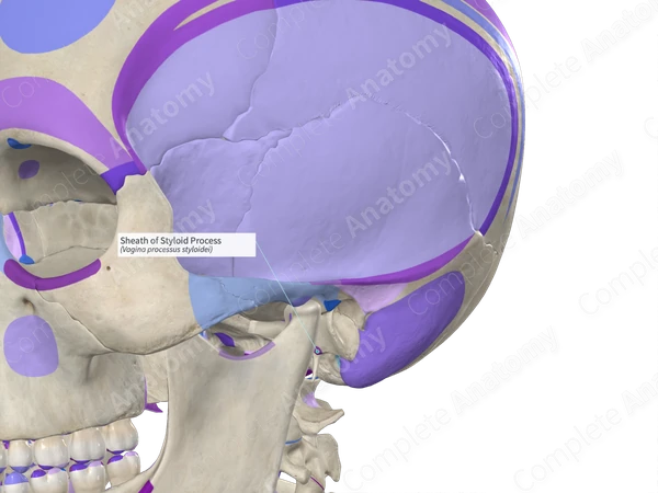 Sheath of Styloid Process | Complete Anatomy
