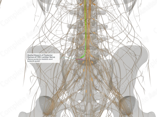 Medial Branch of Posterior Ramus of Fifth Lumbar Nerve (Right ...