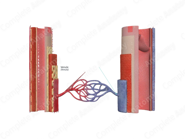Venule | Complete Anatomy