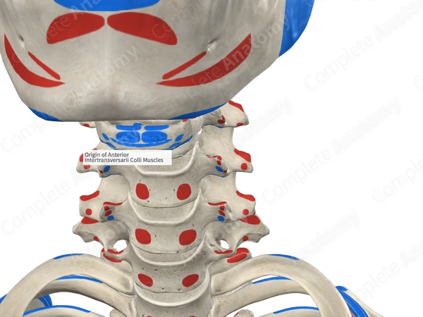 Origin of Anterior Intertransversarii Colli Muscles | Complete Anatomy