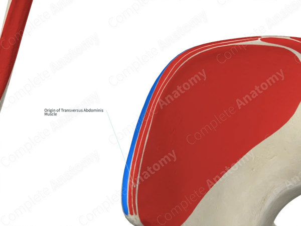 Origin of Transversus Abdominis Muscle | Complete Anatomy