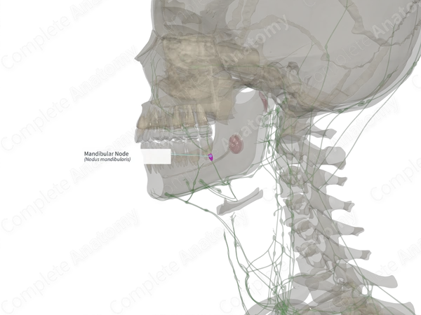 Mandibular Node (Left) | Complete Anatomy