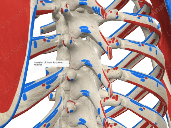 Insertion of Short Rotatores Muscles | Complete Anatomy