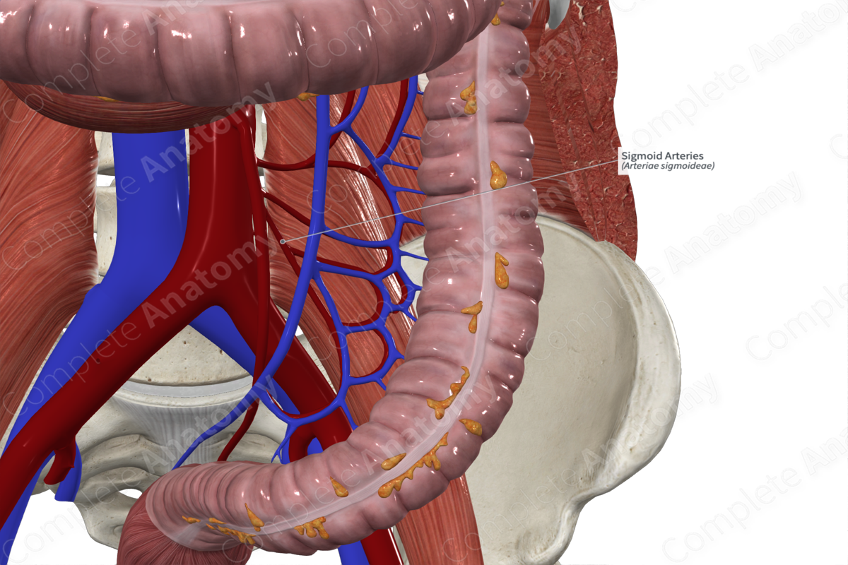 Sigmoid Arteries | Complete Anatomy