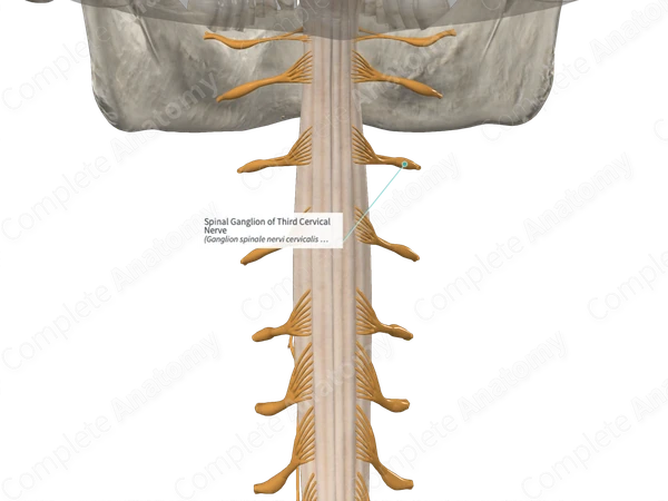 Spinal Ganglion of Third Cervical Nerve | Complete Anatomy