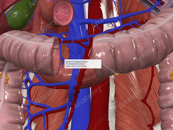 Omental Appendages