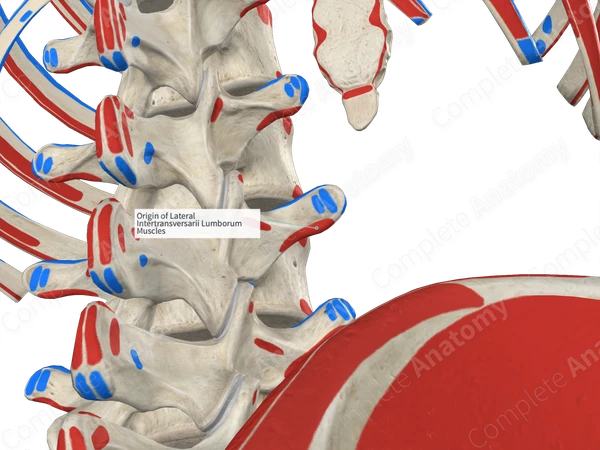 Origin of Lateral Intertransversarii Lumborum Muscles | Complete Anatomy