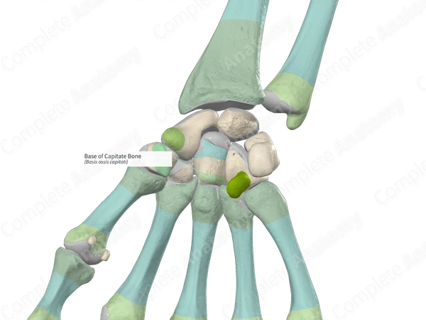 Base of Capitate Bone | Complete Anatomy