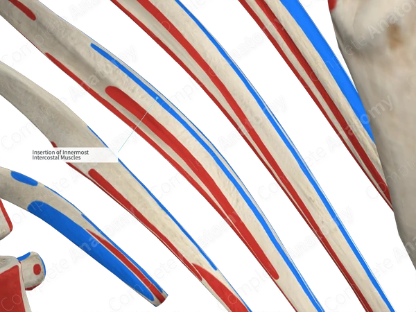 Insertion of Innermost Intercostal Muscles | Complete Anatomy