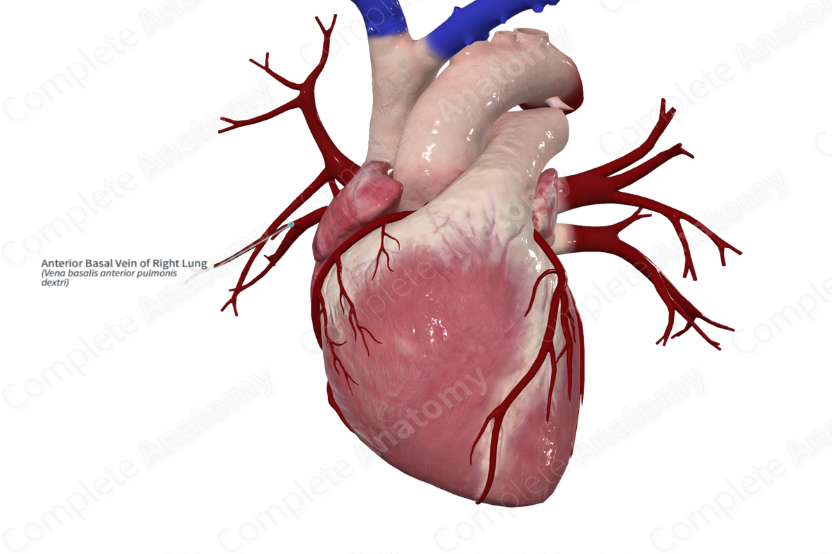Anterior Basal Vein Of Right Lung Complete Anatomy
