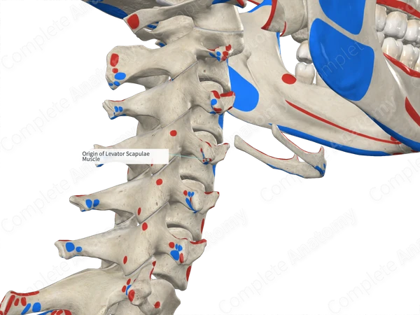Origin of Levator Scapulae Muscle | Complete Anatomy