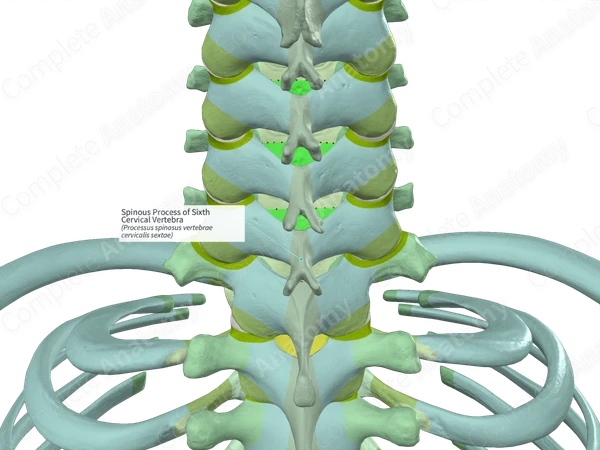 Spinous Process of Sixth Cervical Vertebra | Complete Anatomy
