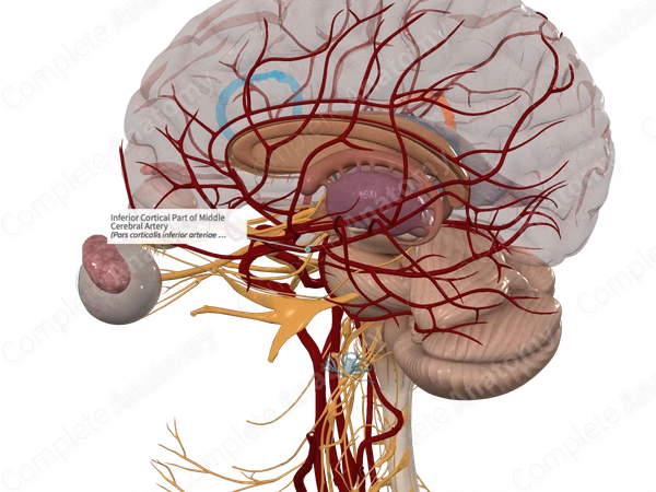 Middle Cerebral Artery Anatomy