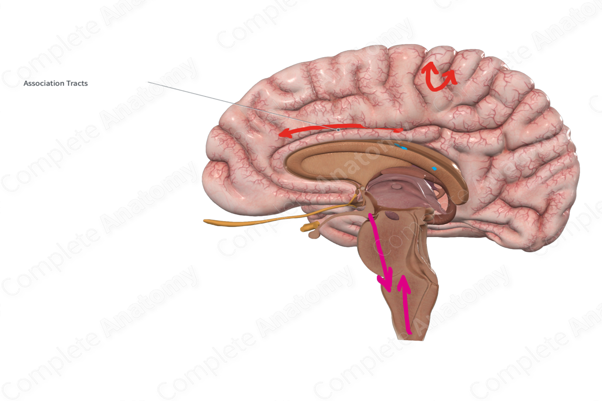 Cingulate Gyrus Complete Anatomy