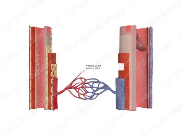 Venous Valve | Complete Anatomy