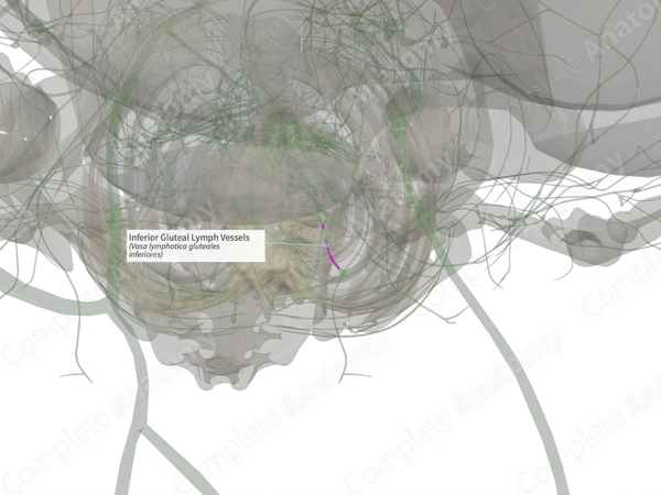 Inferior Gluteal Lymph Vessels (Right) | Complete Anatomy