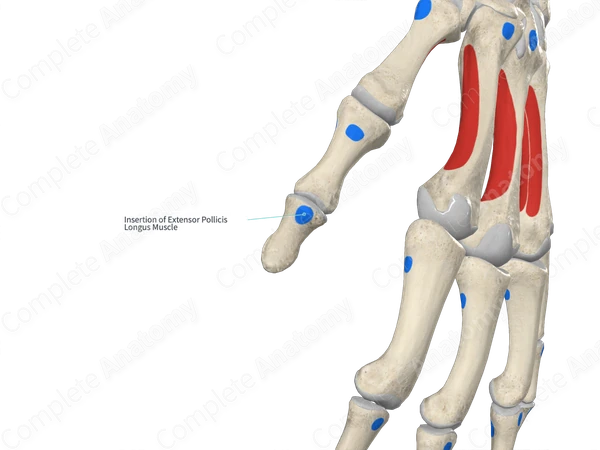 Insertion of Extensor Pollicis Longus Muscle | Complete Anatomy