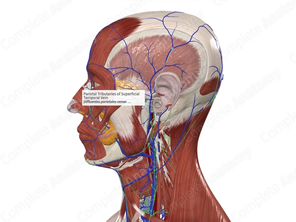 Parietal Tributaries of Superficial Temporal Vein | Complete Anatomy
