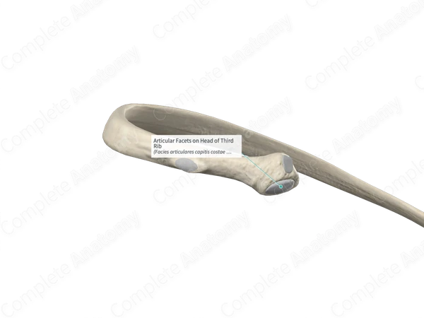 Articular Facets on Head of Third Rib | Complete Anatomy