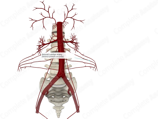 Second Lumbar Artery | Complete Anatomy