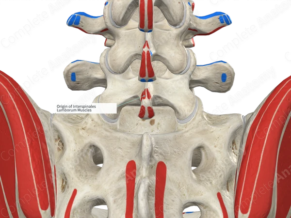 Origin of Interspinales Lumborum Muscles | Complete Anatomy