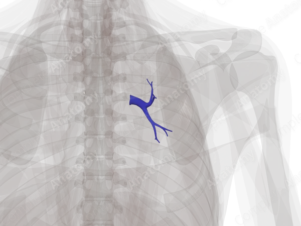 Pulmonary Arteries of Superior Lobe of Left Lung | Complete Anatomy