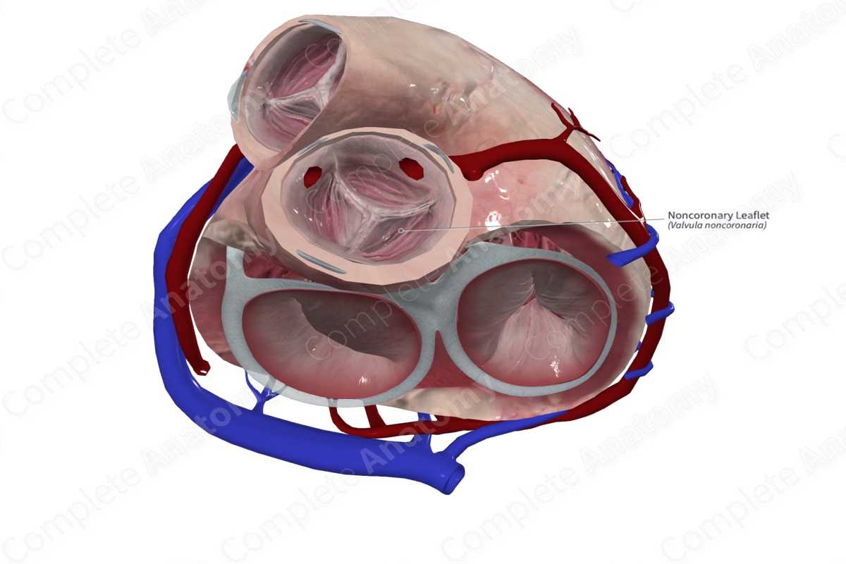 Noncoronary Leaflet | Complete Anatomy