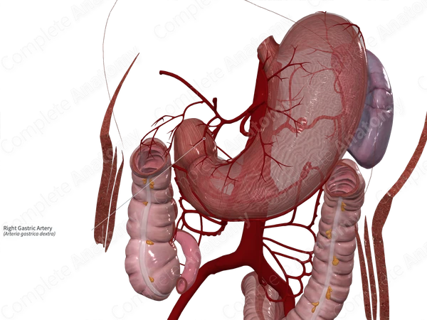 Right Gastric Artery | Complete Anatomy
