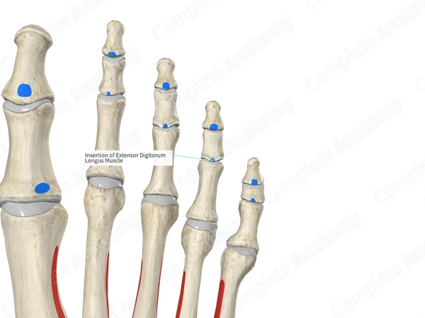 Insertion of Extensor Digitorum Longus Muscle | Complete Anatomy