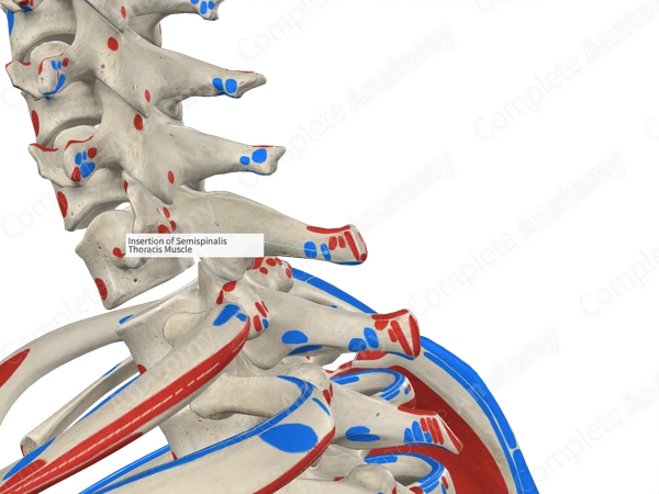 Insertion of Semispinalis Thoracis Muscle | Complete Anatomy