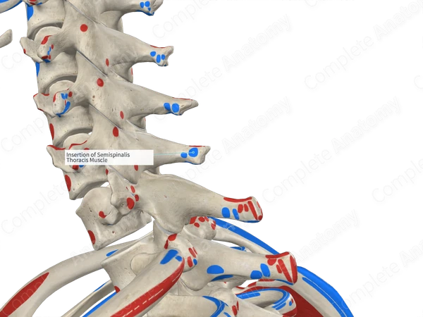 Insertion of Semispinalis Thoracis Muscle | Complete Anatomy