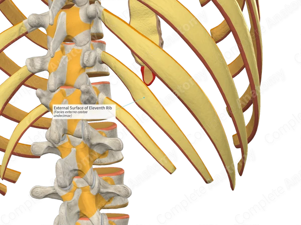 External Surface of Eleventh Rib | Complete Anatomy