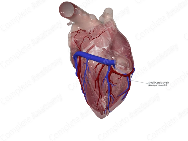 Small Cardiac Vein | Complete Anatomy