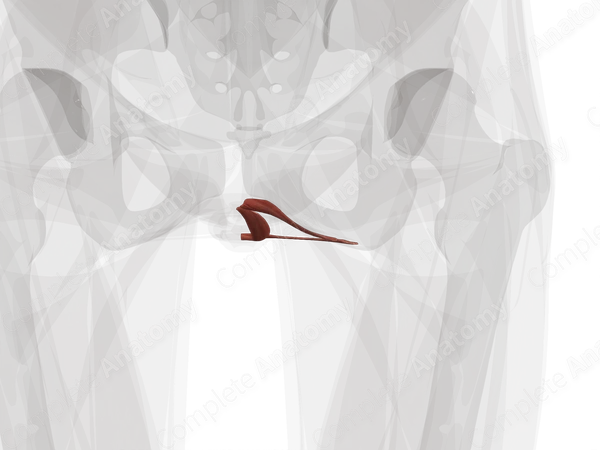 Muscles of Superficial Perineal Space (Left Half) | Complete Anatomy