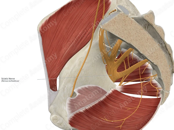 Anatomy Of The Sciatic Nerve Sciatica Symptoms, Diagnosis & Treatment
