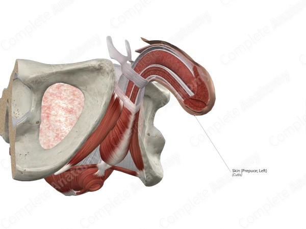 Skin (Prepuce; Left) | Complete Anatomy