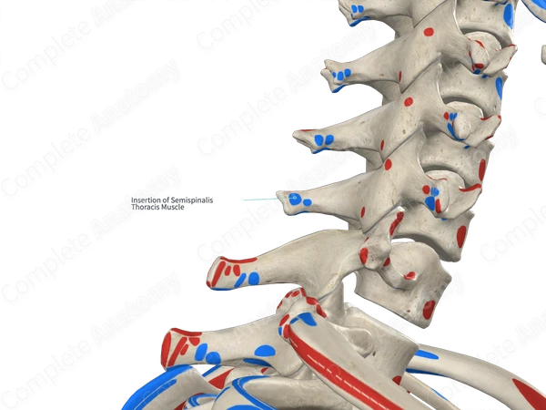 Insertion of Semispinalis Thoracis Muscle | Complete Anatomy