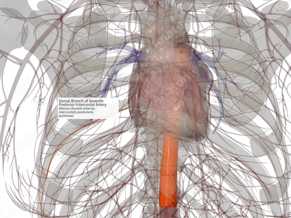 Dorsal Branch of Seventh Posterior Intercostal Artery (Right ...