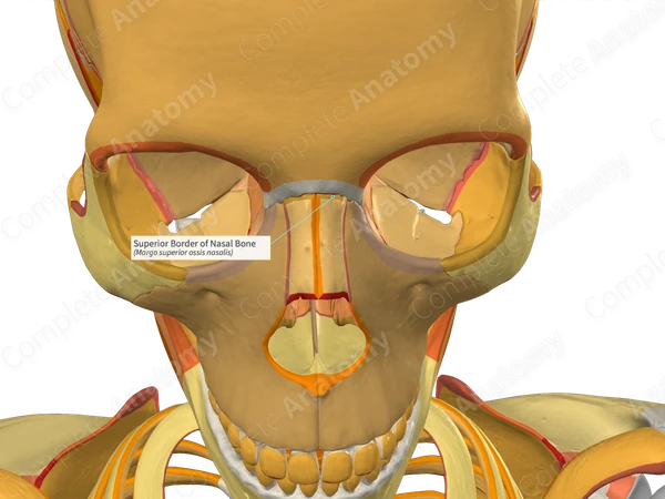 Superior Border of Nasal Bone | Complete Anatomy