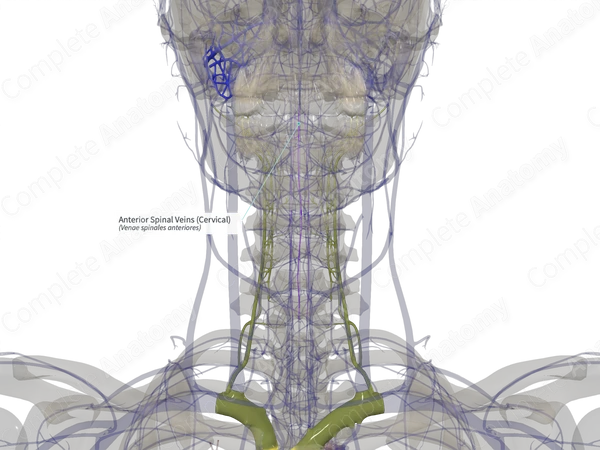 Anterior Spinal Veins (Cervical) | Complete Anatomy