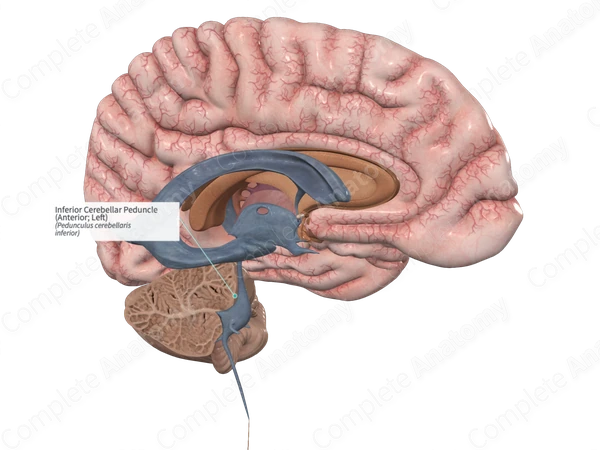 Inferior Cerebellar Peduncle (Anterior; Left) | Complete Anatomy