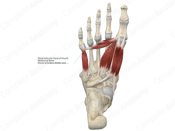 Distal Articular Facet of Fourth Metatarsal Bone | Complete Anatomy