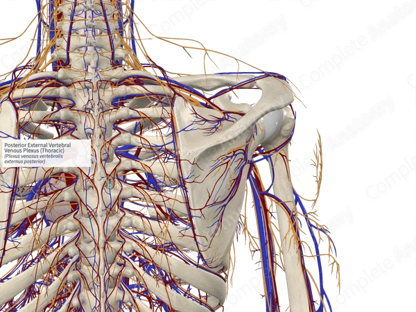 Posterior Thoracic Plexus Nerve Plexus Stock Illustrations – 574