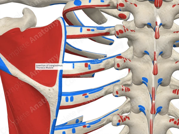 Insertion of Longissimus Thoracis Muscle | Complete Anatomy