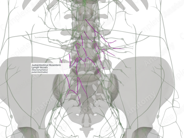 Juxtaintestinal Mesenteric Lymph Vessels | Complete Anatomy
