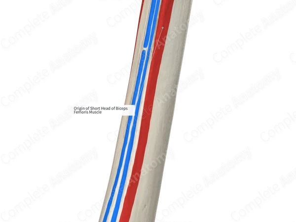 Origin of Short Head of Biceps Femoris Muscle | Complete Anatomy